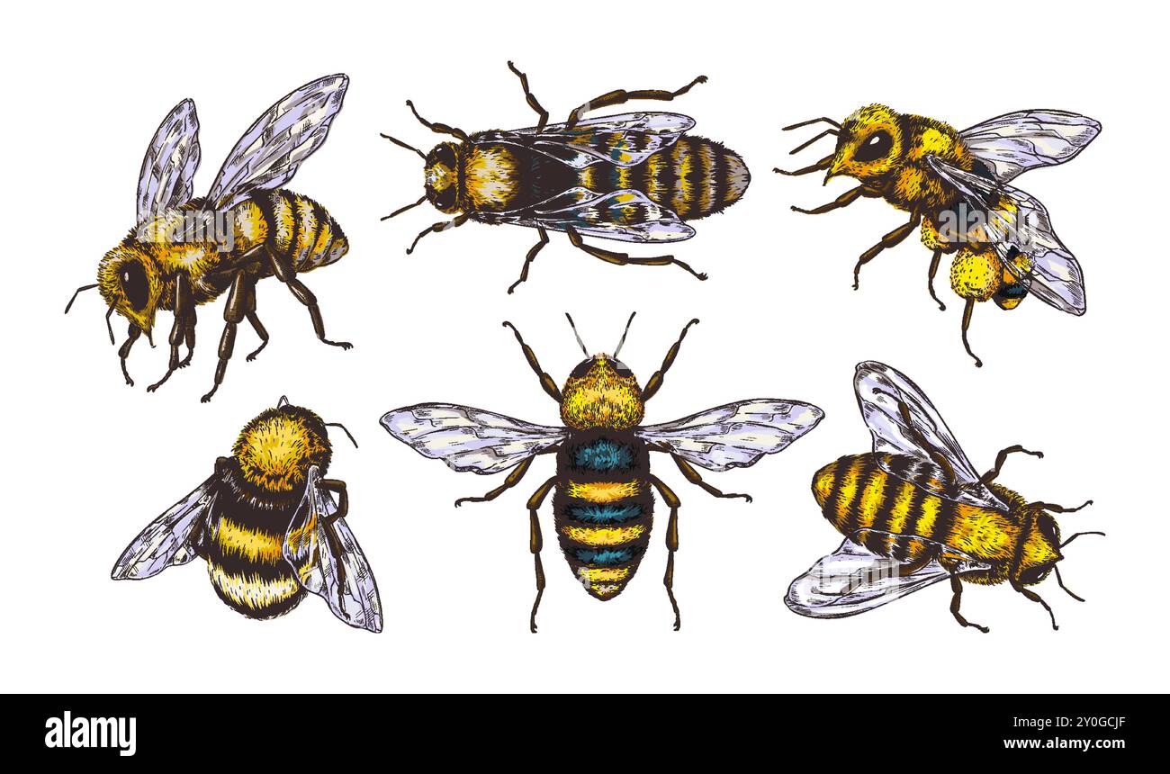 Vintage honey bee. Hand drawn insect sketch style, isolated tattoo ...