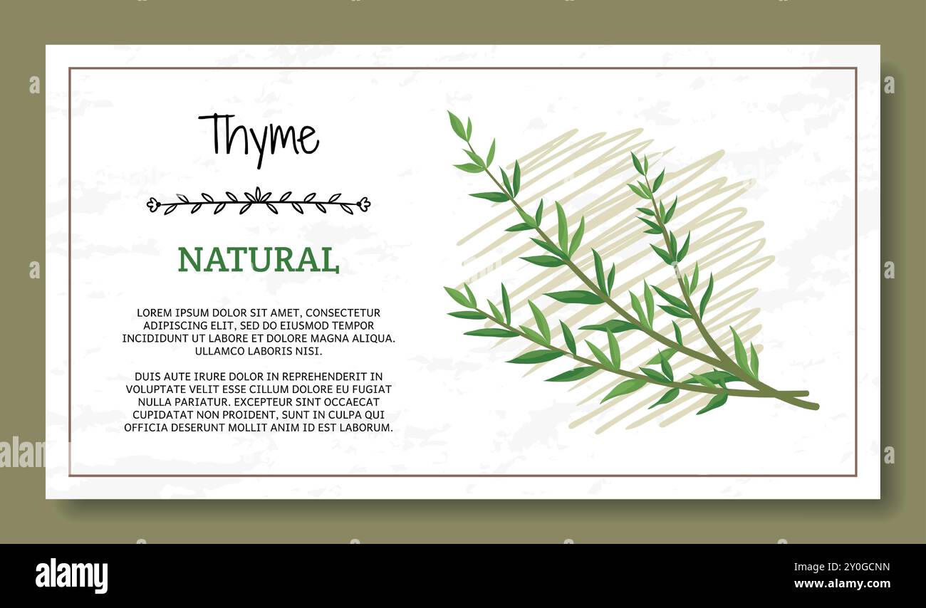 Herbal leaves icons. Green thyme twig. Organic culinary herb ...