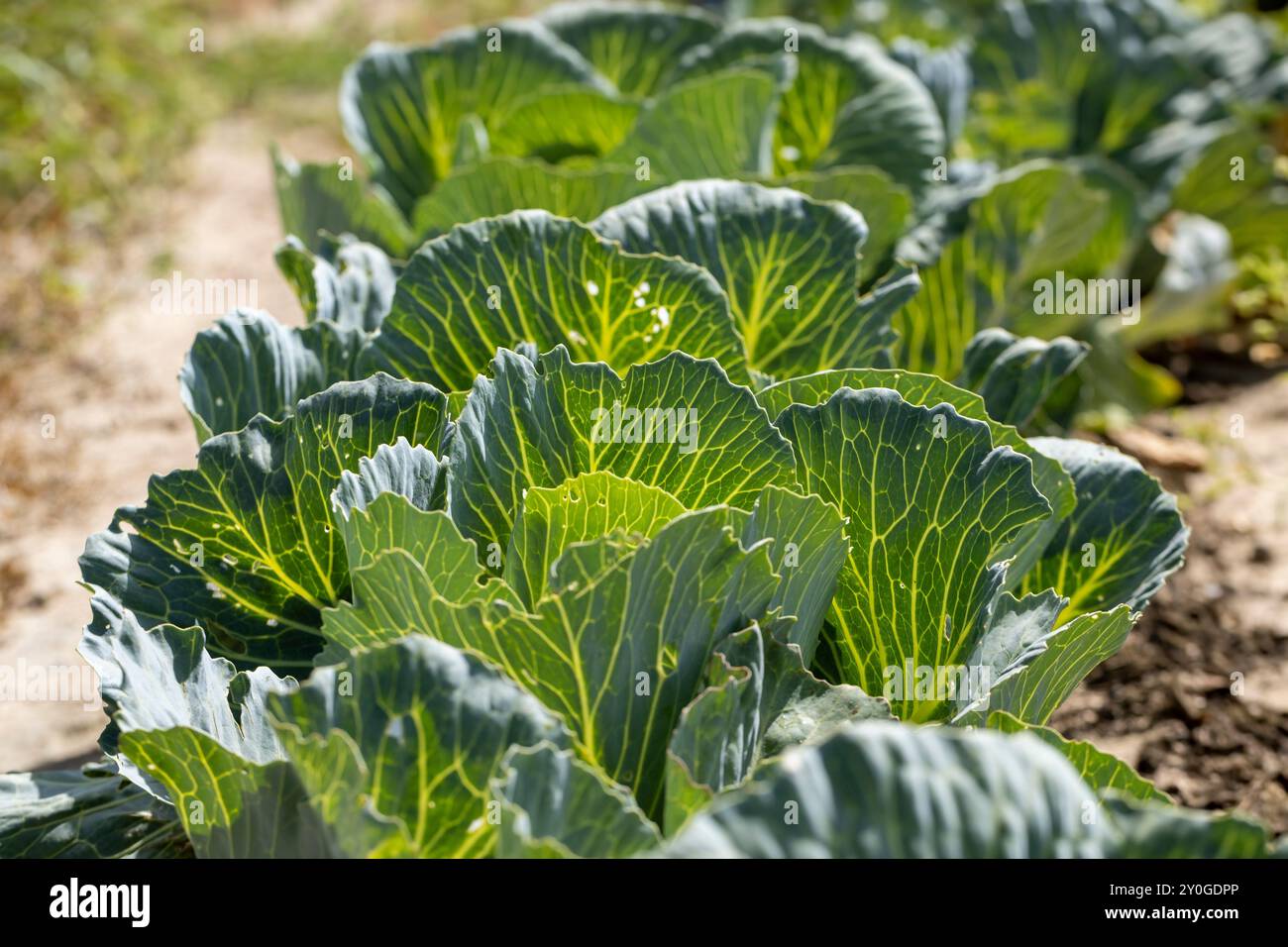 A field with a cabbage harvest in the summer season, growing a new ...