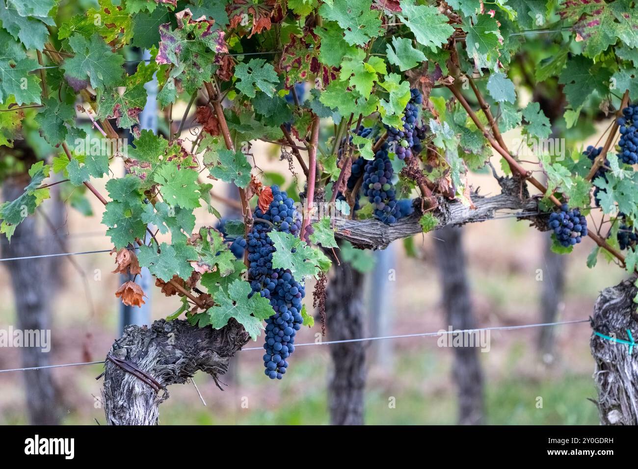 Traubenbundel hi-res stock photography and images - Alamy