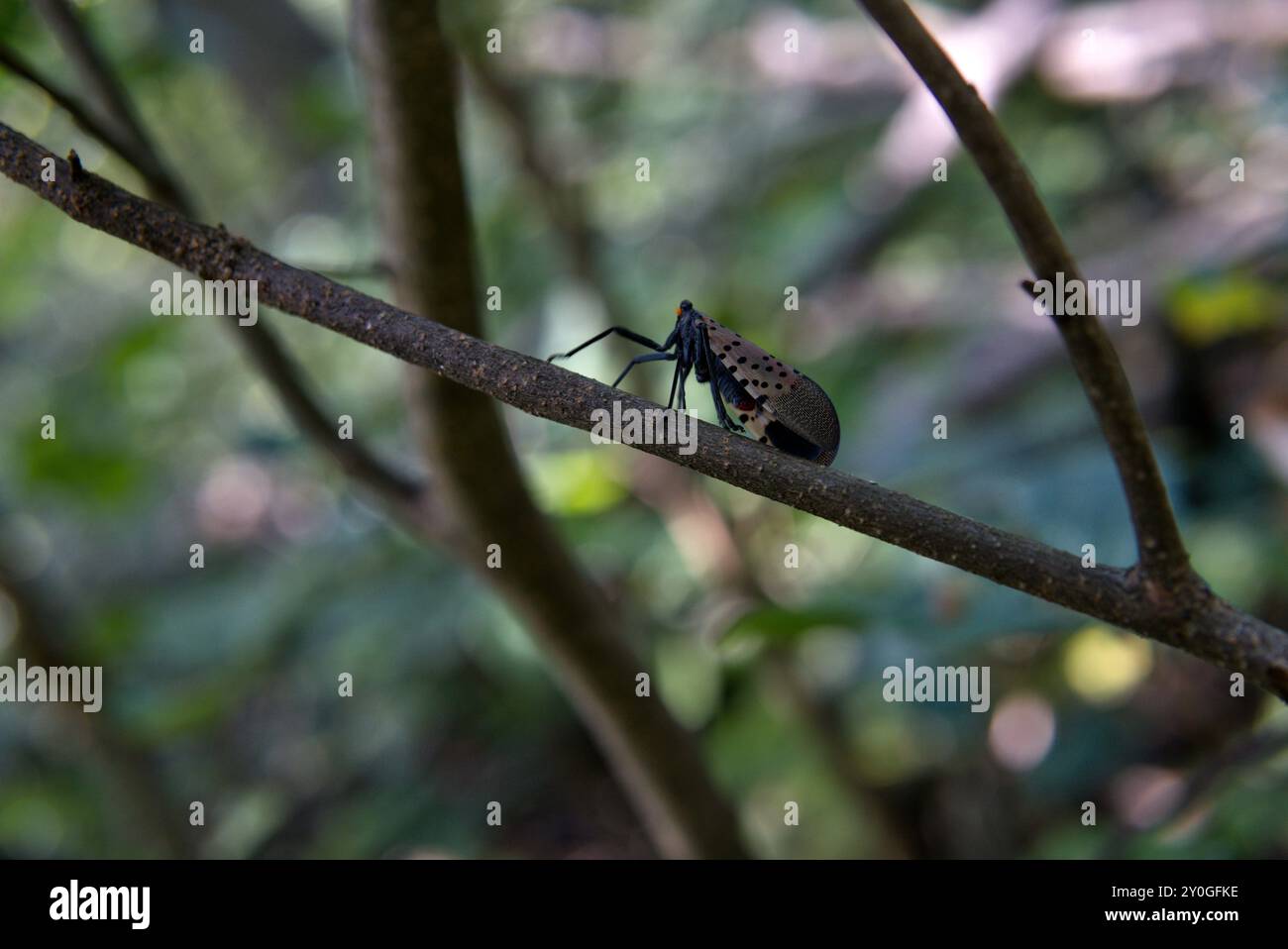 Spotted lantern fly in Pennsylvania Stock Photo - Alamy
