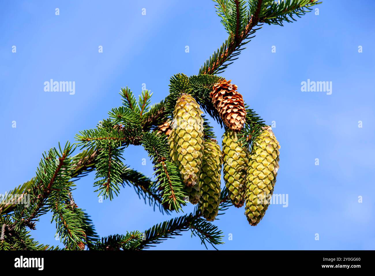 green needles on a tall spruce tree with cones, beautiful long cones on ...