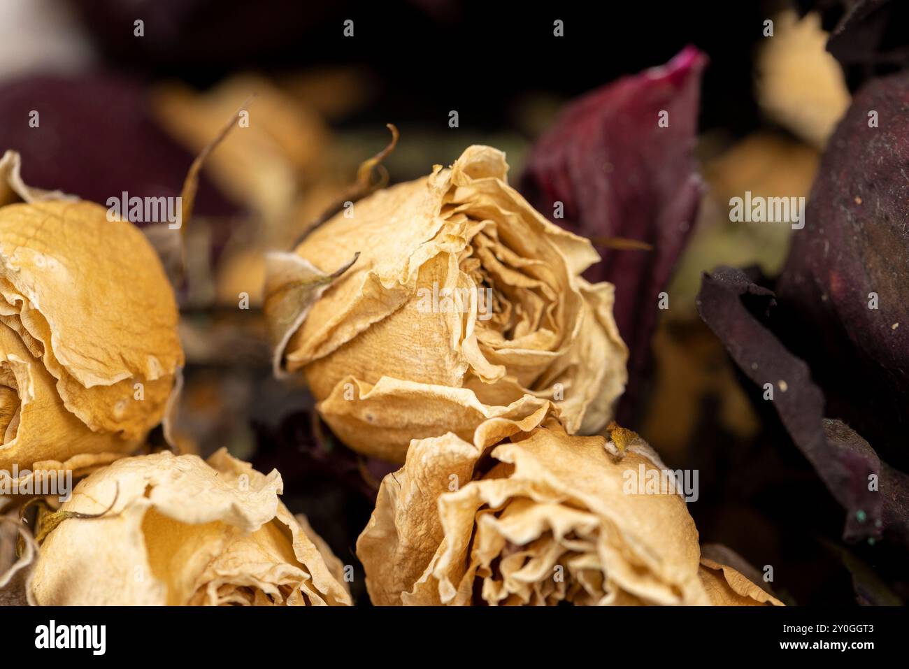an old dried rose with a lot of broken bud petals,An old dry rose with ...