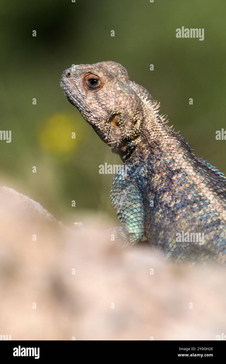 Close up male agama hi-res stock photography and images - Alamy