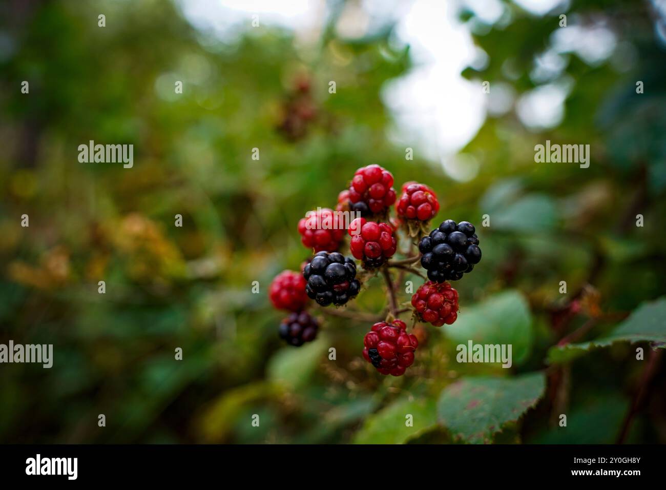 Blackberries growing wild in a german forest Stock Photo - Alamy