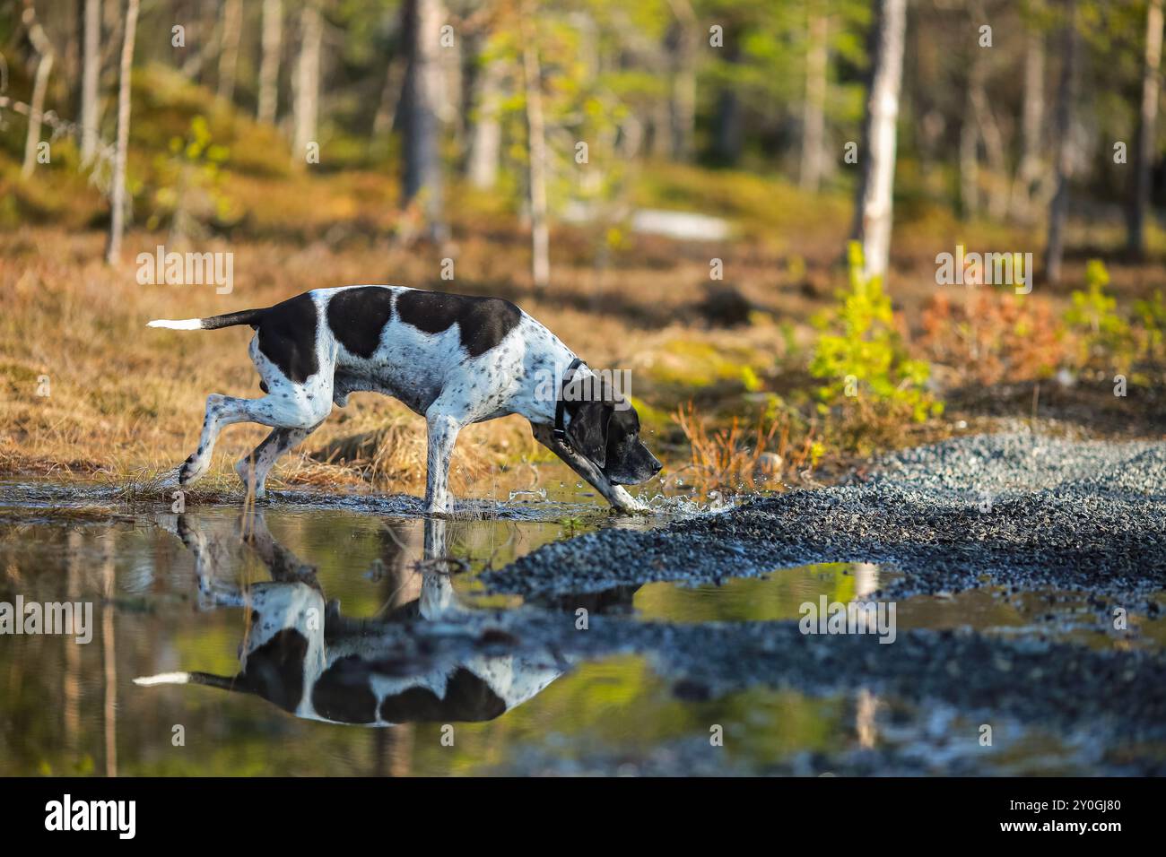 dog english pointer hunting in the wild forest Stock Photo - Alamy