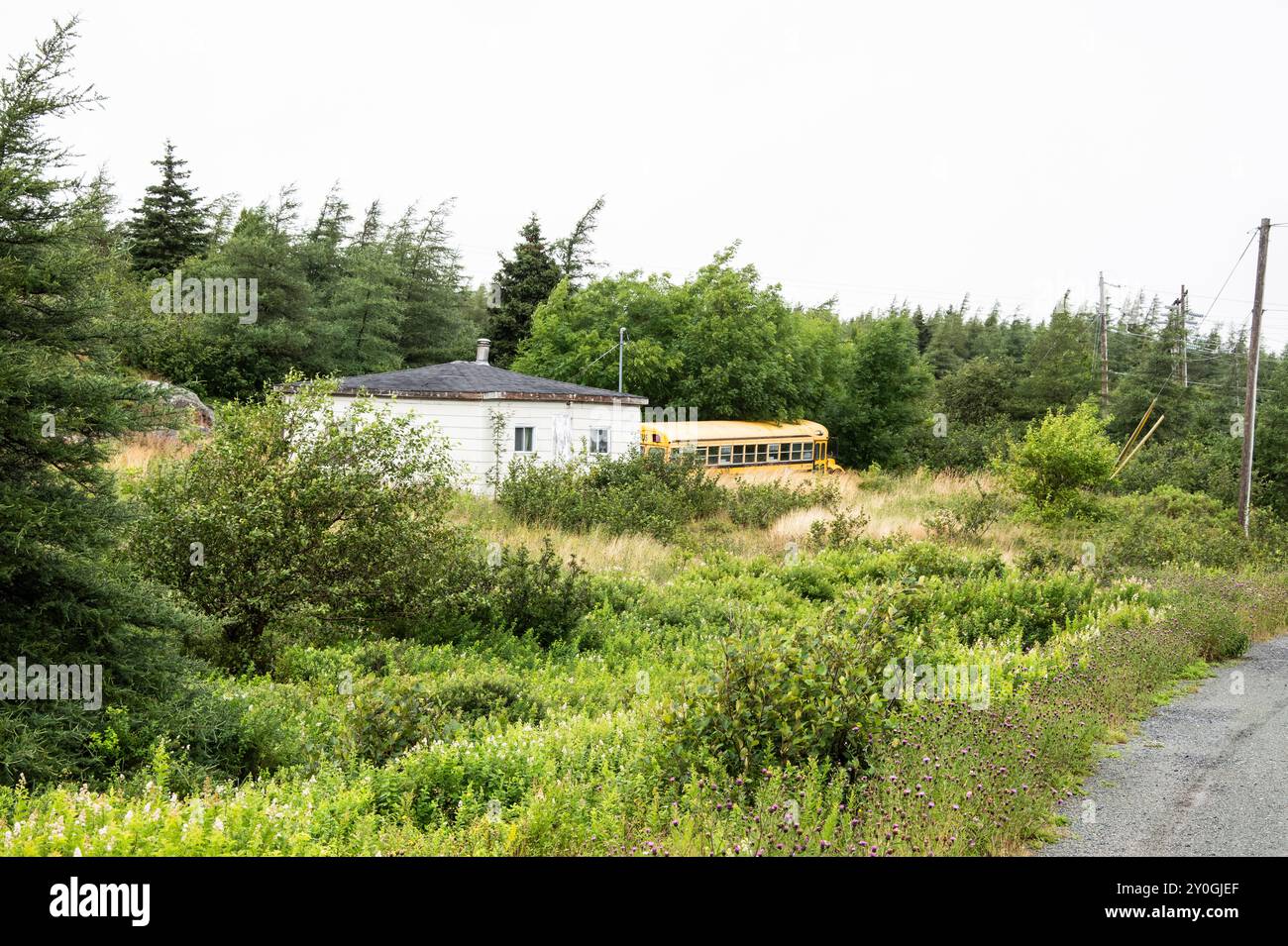 Old yellow school bus hidden in the bushes in Conception Harbour ...