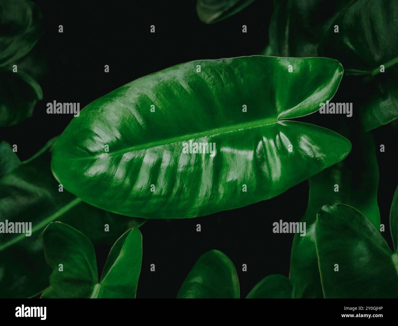 Rhaphidophora tetrasperma hi-res stock photography and images - Alamy