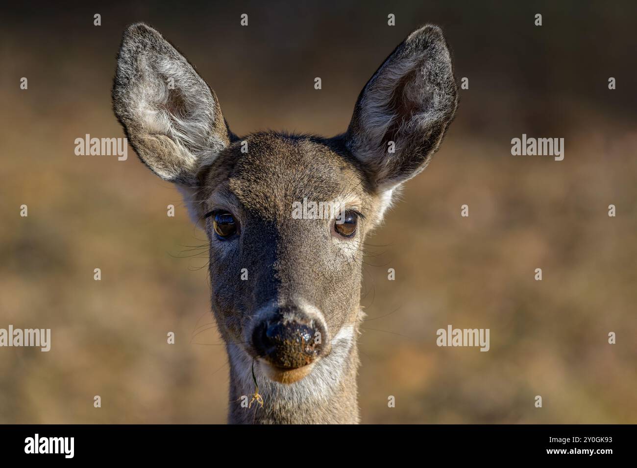 Wild and free close-up deer doe cervidae head face staring looking ...