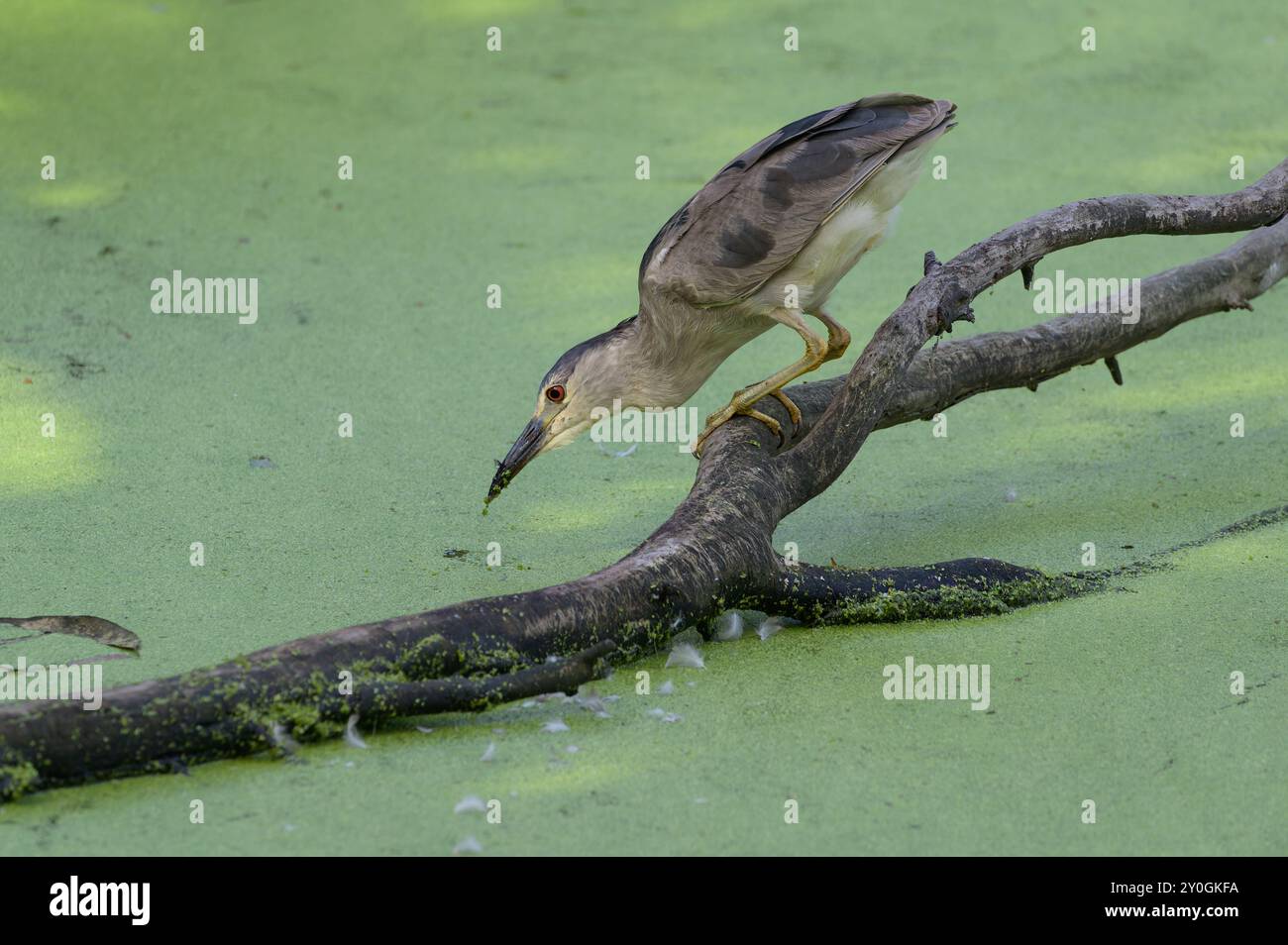 Black-crowned night-heron Nycticorax nycticorax perches on fallen tree ...