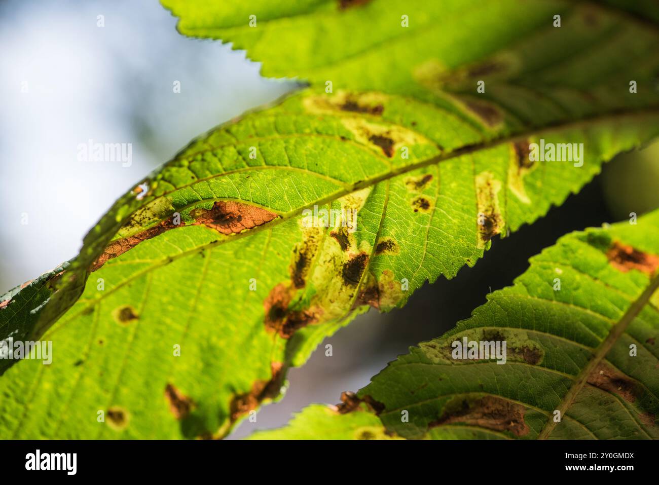 Leaf mines of the Horse-Chestnut Leaf-miner (Cameraria ohridella), a ...