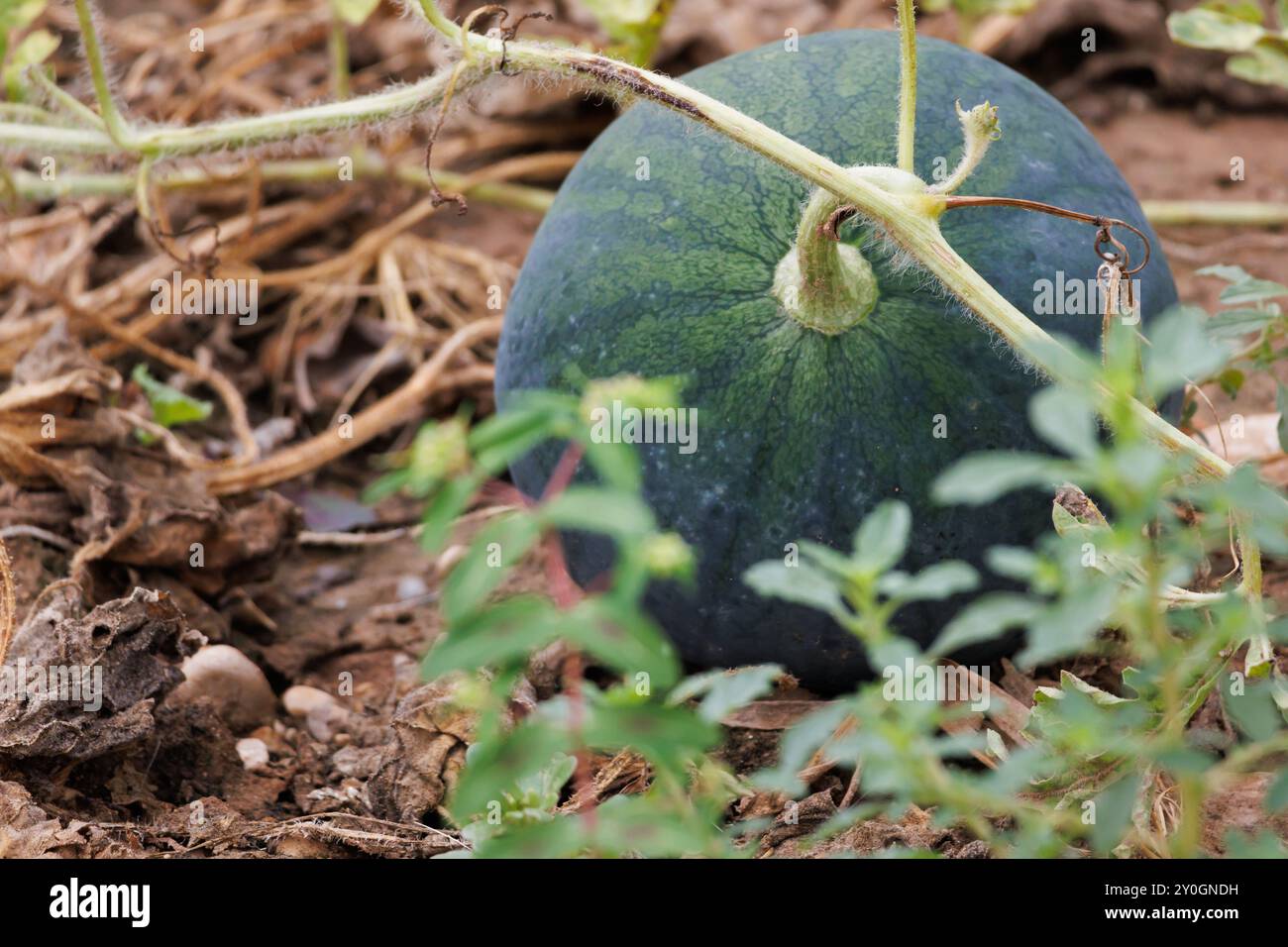 Ripe watermelon in the soil of the orchard, Lorcha, Spain Stock Photo ...