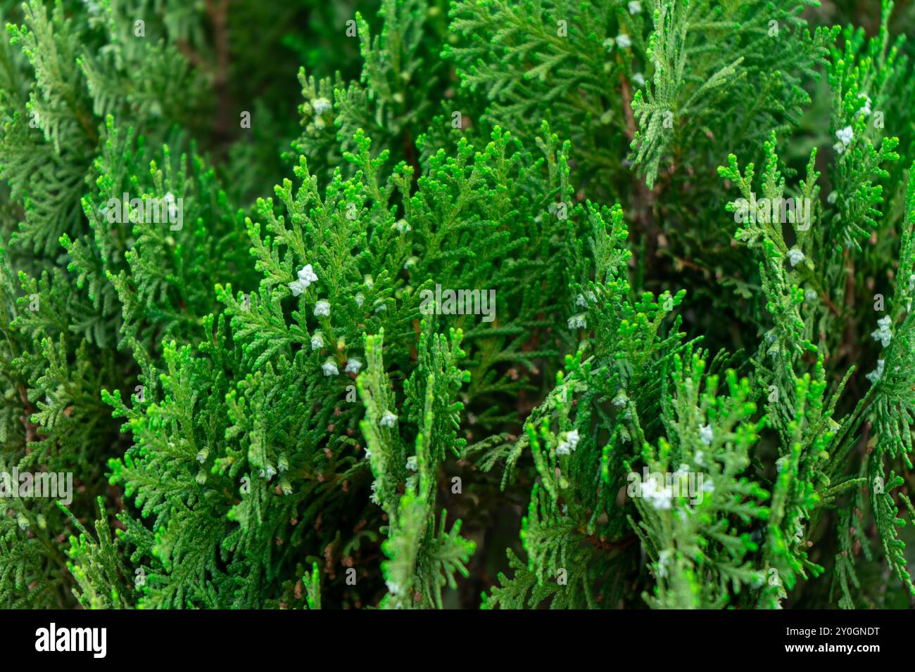 Juniperoides hi-res stock photography and images - Alamy