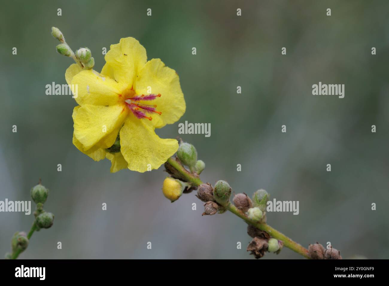 Verbascum sinuatum shrub flower whose roots are used as traditional ...