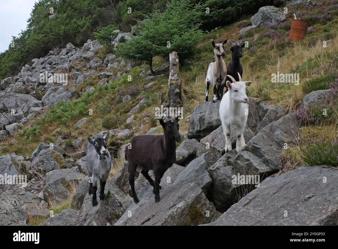 Curious pygmy goats clambering over rocks in Norway Stock Photo - Alamy