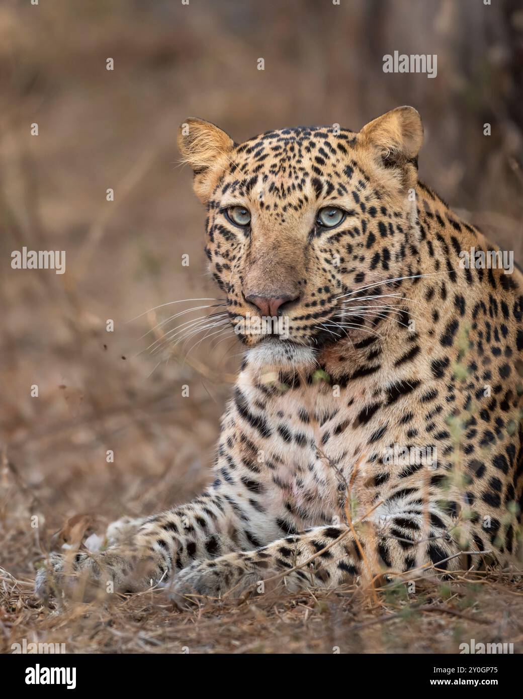 wild huge male leopard panther panthera pardus fine art face closeup ...