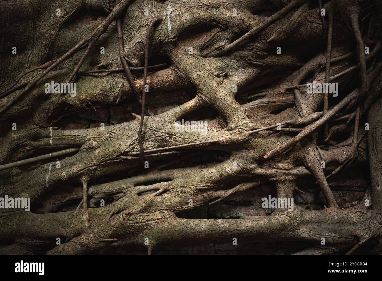 Closeup of banyan tree roots on the wall Stock Photo - Alamy