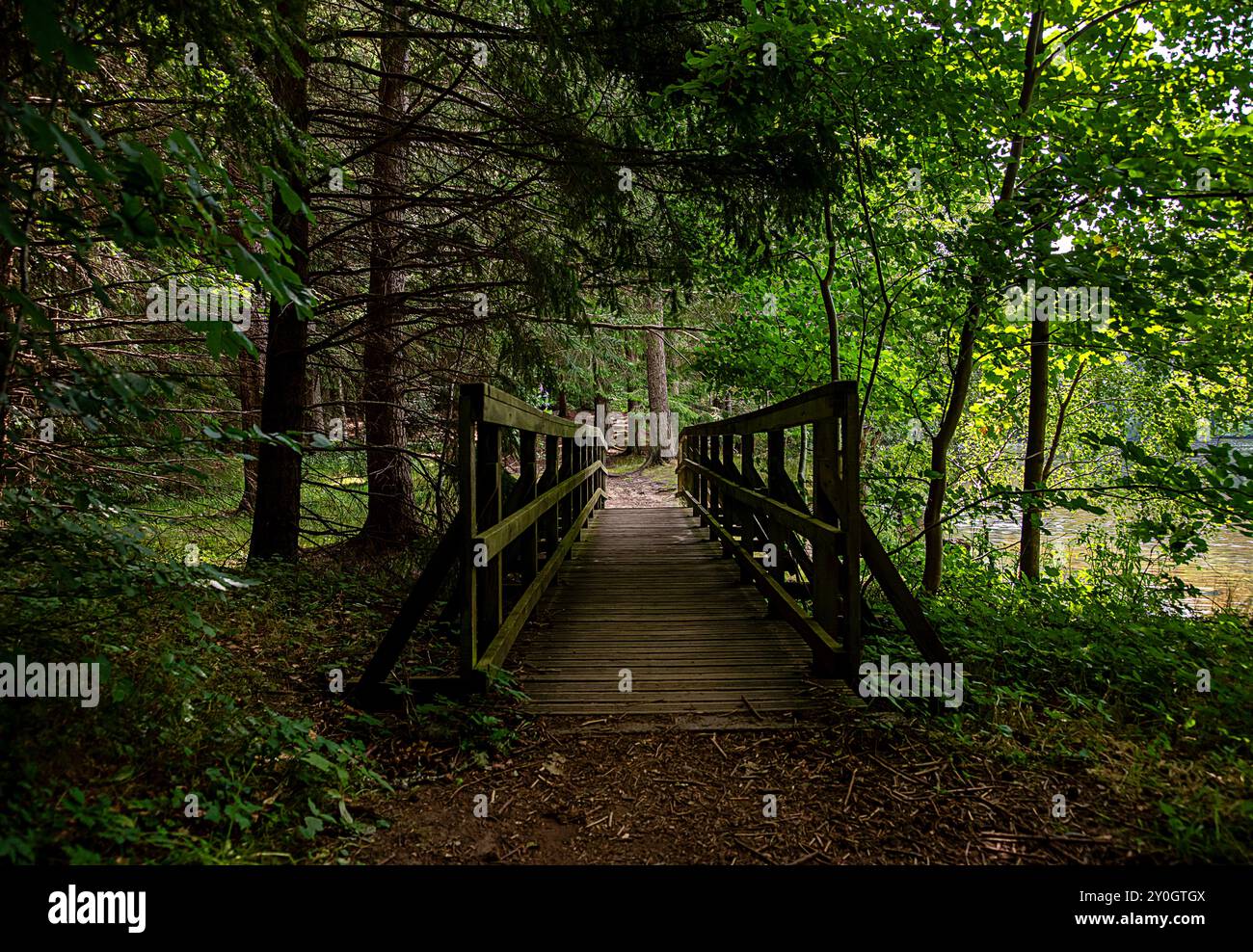Landscape photography of footbridge in forest; bridge, path, lush ...