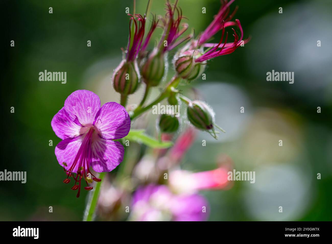 Bigroot hi-res stock photography and images - Alamy