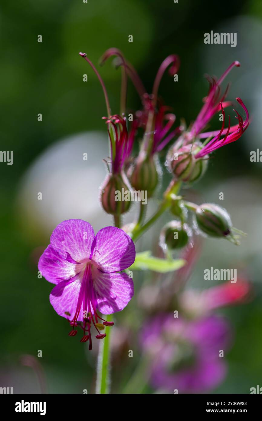 Bigroot hi-res stock photography and images - Alamy