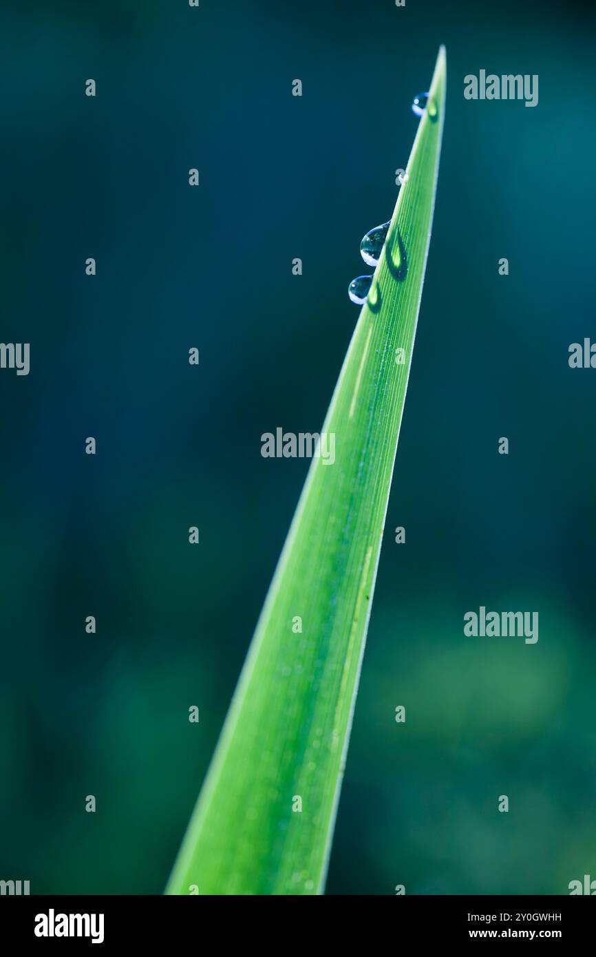 Beautiful large drops of fresh morning dew in a macro photo of wet ...