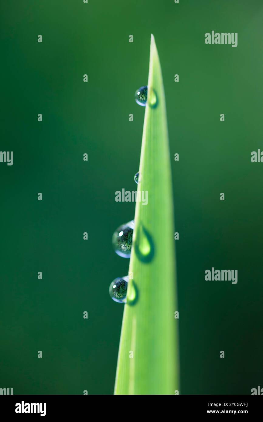 Beautiful large drops of fresh morning dew in a macro photo of wet ...