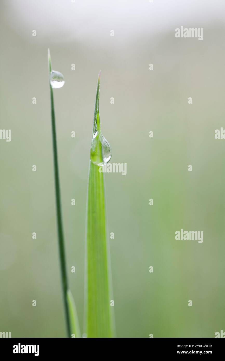 Beautiful large drops of fresh morning dew in a macro photo of wet ...