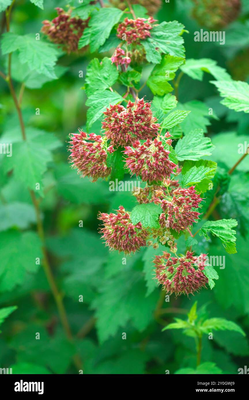 Pacific ninebark seed pods hi-res stock photography and images - Alamy