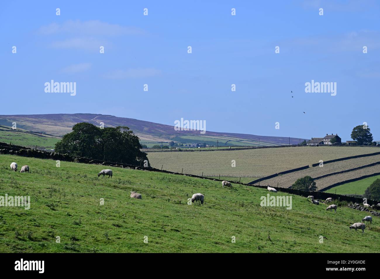 Haworth moor, Bronte country, in early Autumn, West Yorkshire Stock ...