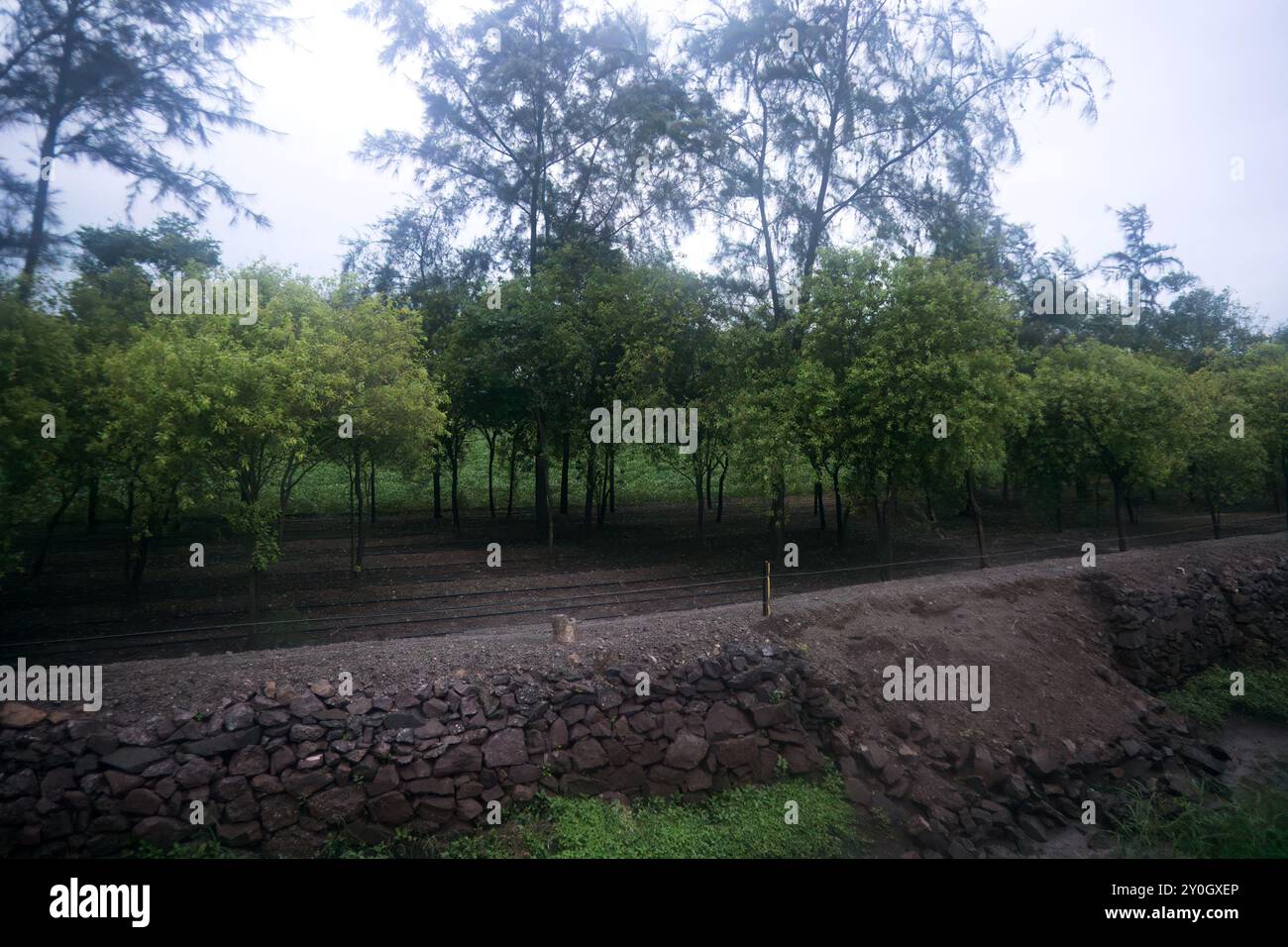 Sandalwood greenery hi-res stock photography and images - Alamy