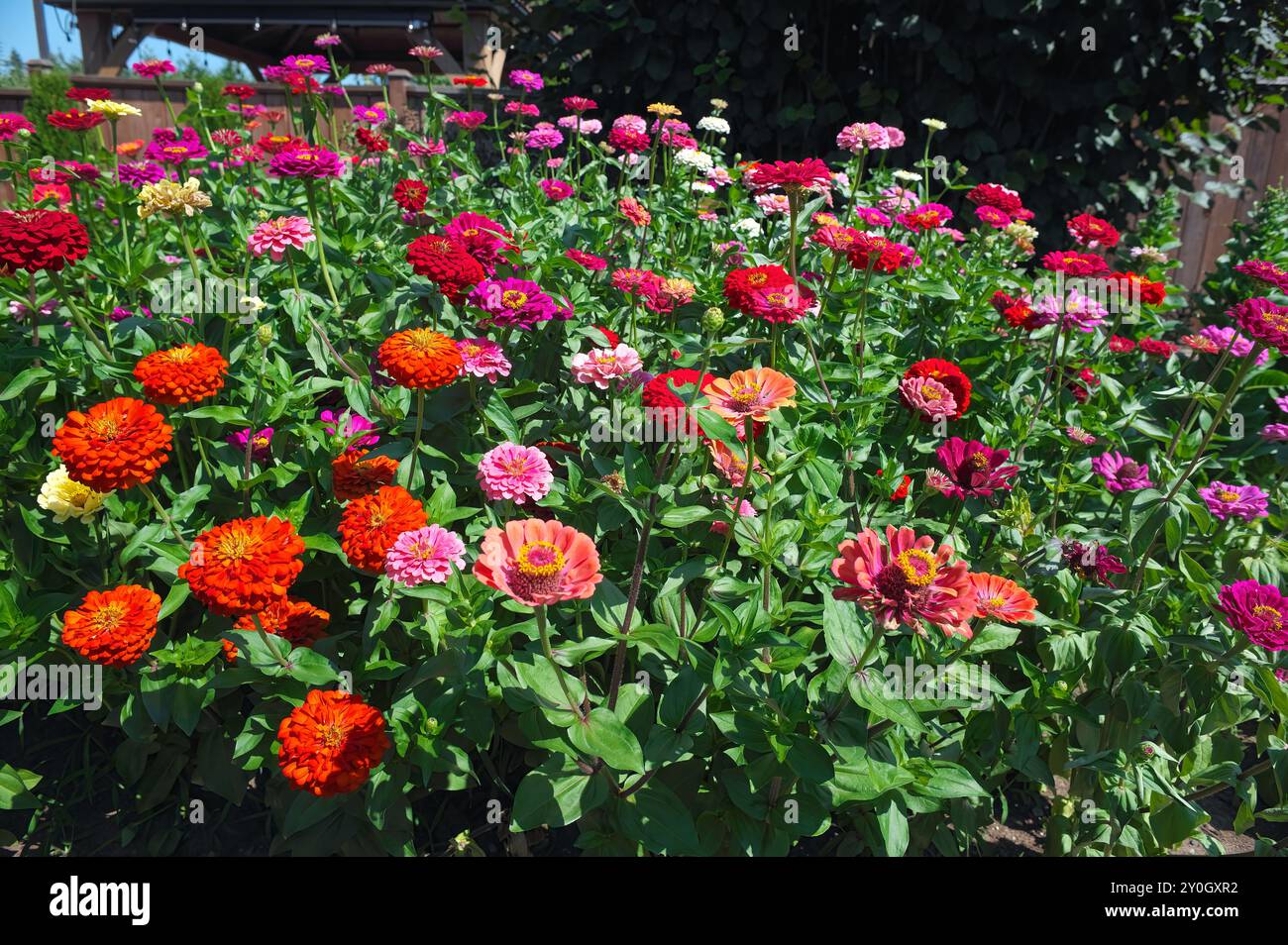 Zinnia 'State Fair' (Zinnia elegans) - massive plants with single and ...