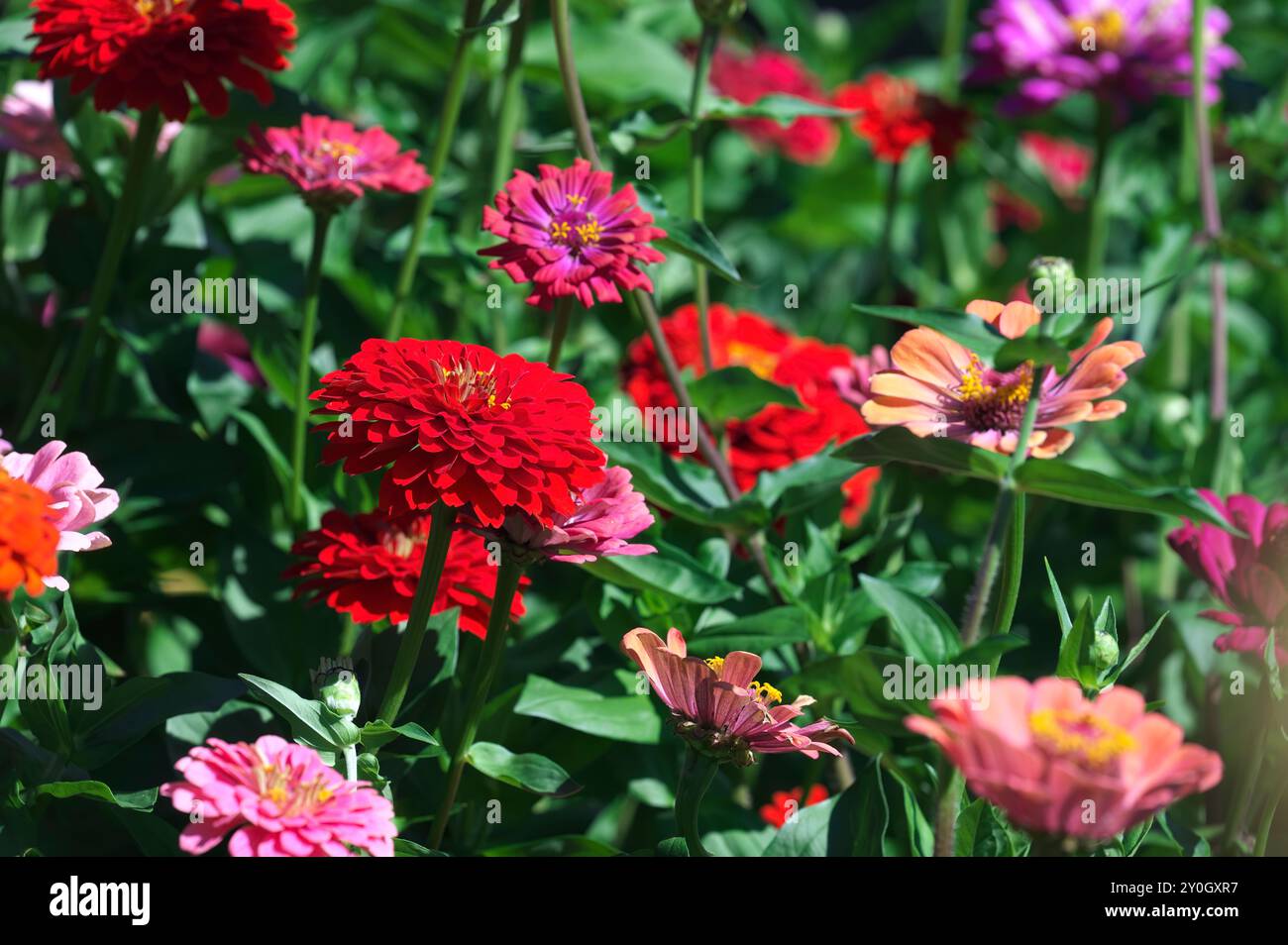 Zinnia 'State Fair' (Zinnia elegans) - a colourful annual display with ...