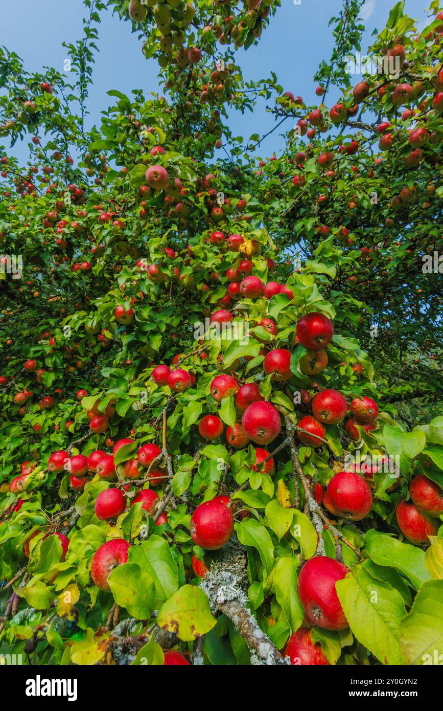 A Lush Apple Tree is Bursting with Juicy Ripe Red Apples Under the ...