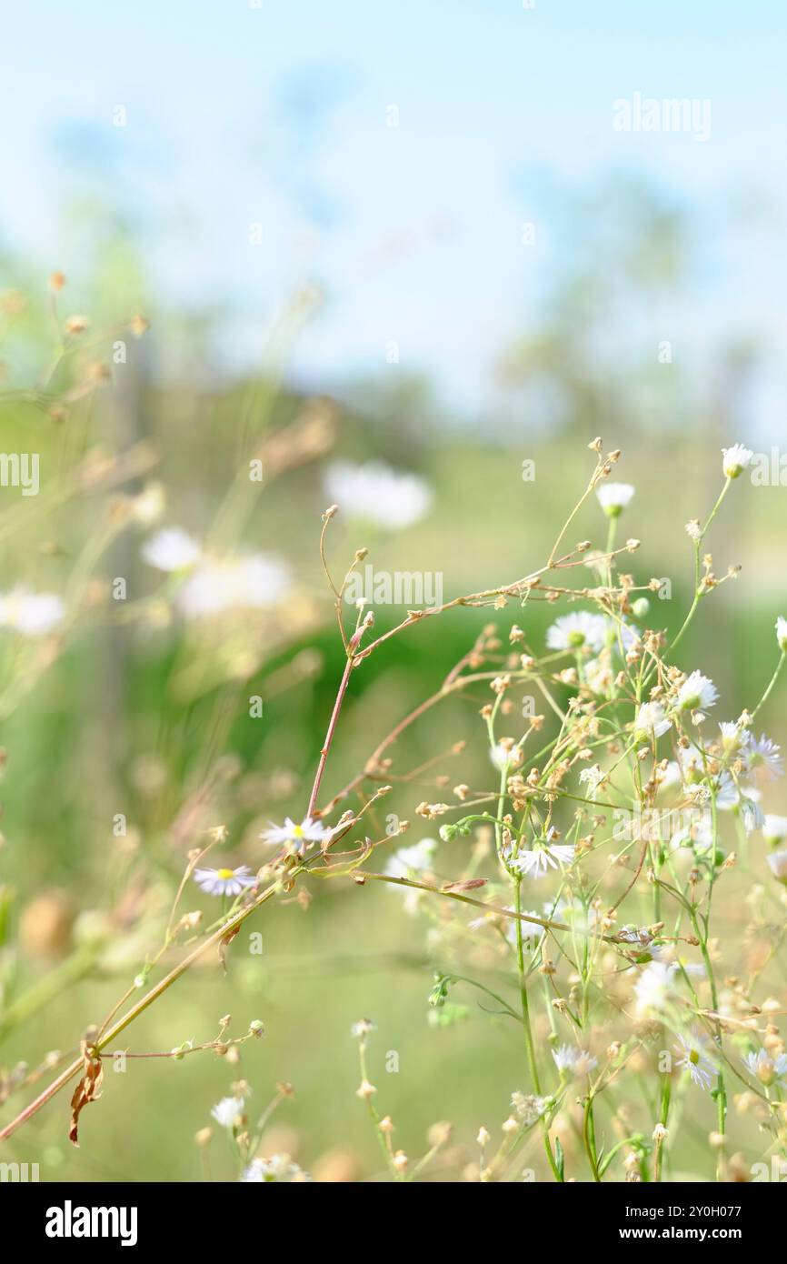 Wildflower buds swaying hi-res stock photography and images - Alamy