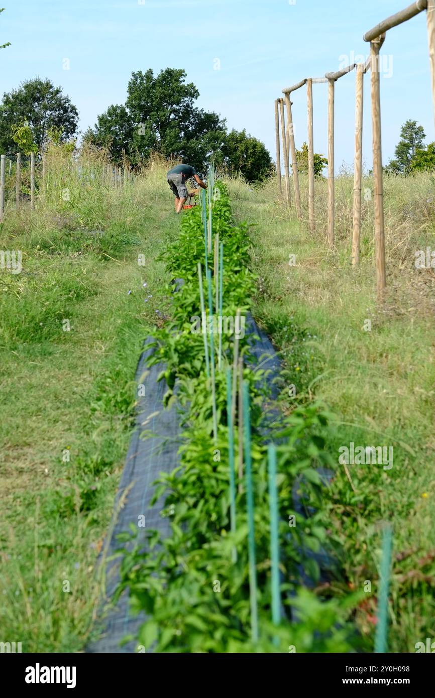 Farmer tying vine plant support hi-res stock photography and images - Alamy