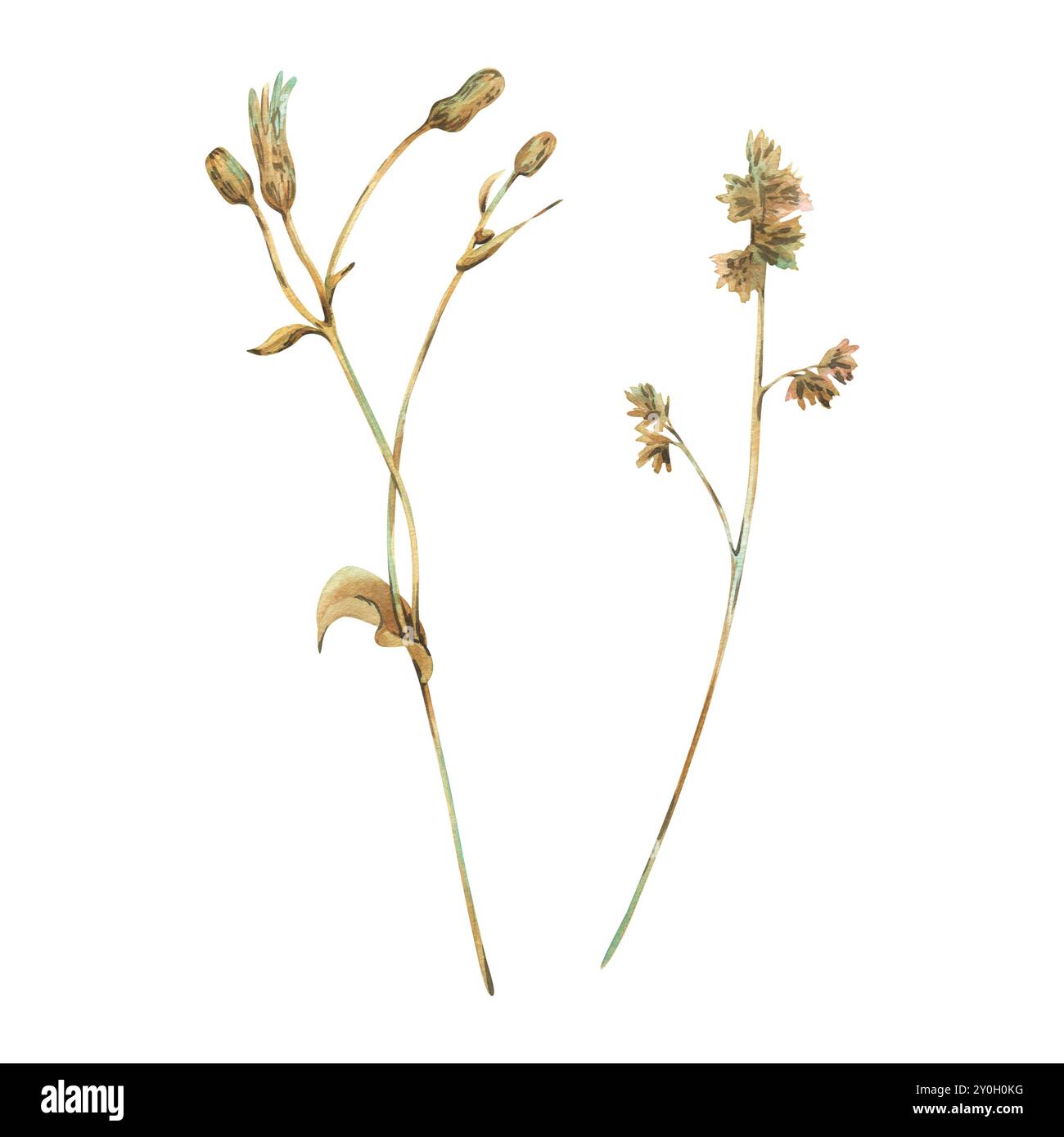 Sonchus and Poa pratensis two branches in ochre brown, pink and ...