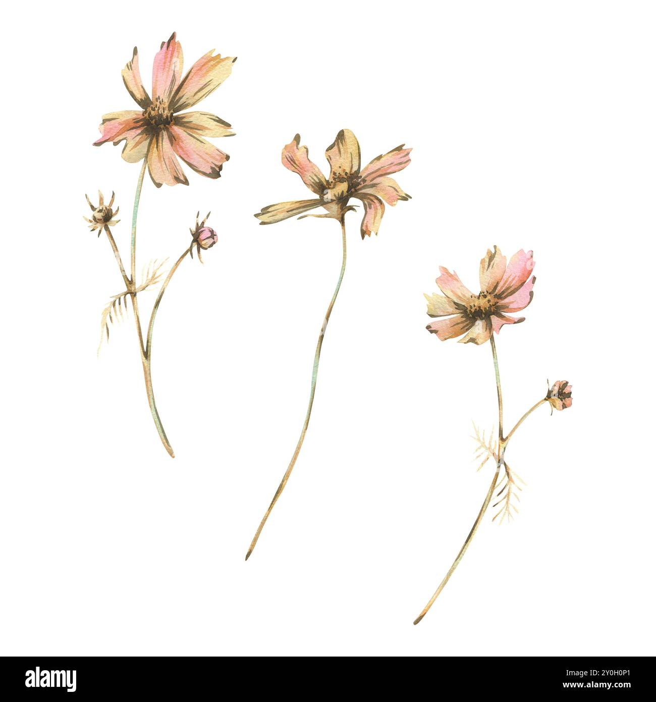 Cosmos three flowers and buds with leaves in ochre brown, pink and ...