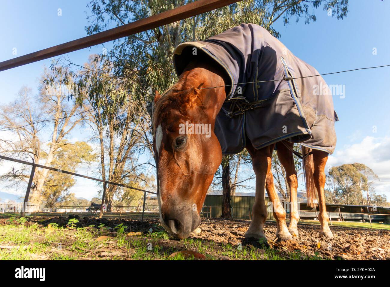 Photograph of race horse in an outdoors livery yard near the race track ...