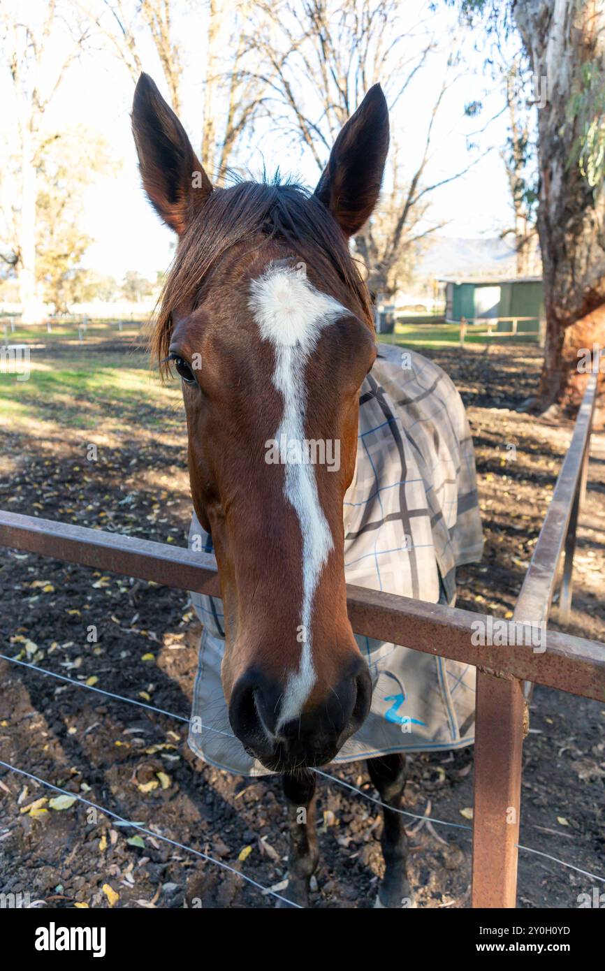 Photograph of race horse in an outdoors livery yard near the race track ...