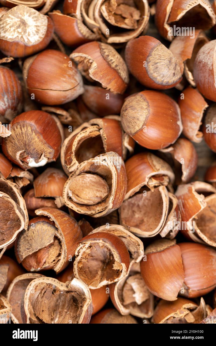 A large amount of hazelnut shells with a small amount of hazelnut ...