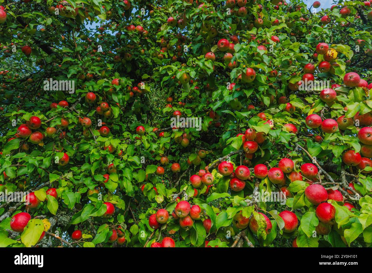 A Lush Apple Tree is Bursting with Juicy Ripe Red Apples Under the ...