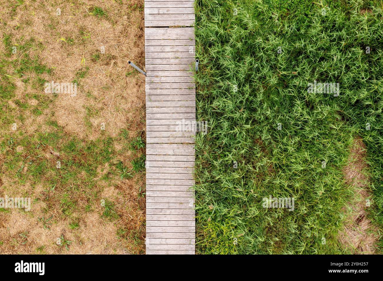 A wooden pathway separates arid land from vibrant green grass ...