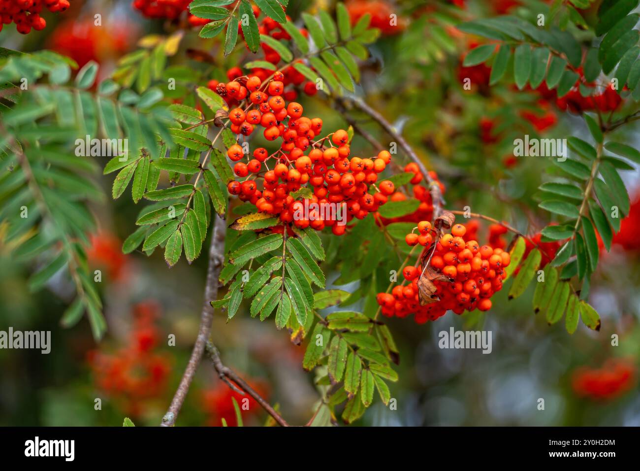 Bright red berries cluster among green leaves, showcasing autumn's ...