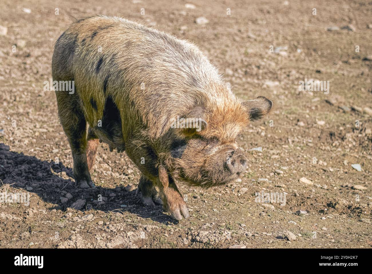 A brown pig is walking on a dirt ground. It has black patches on its ...