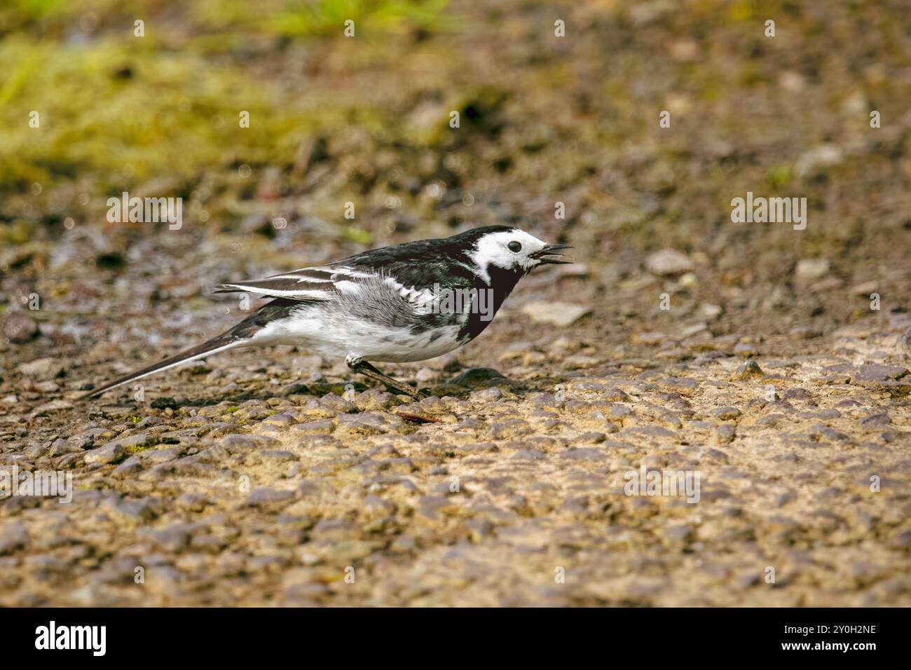 A white wagtail bird is walking on rough, uneven ground. The bird has ...