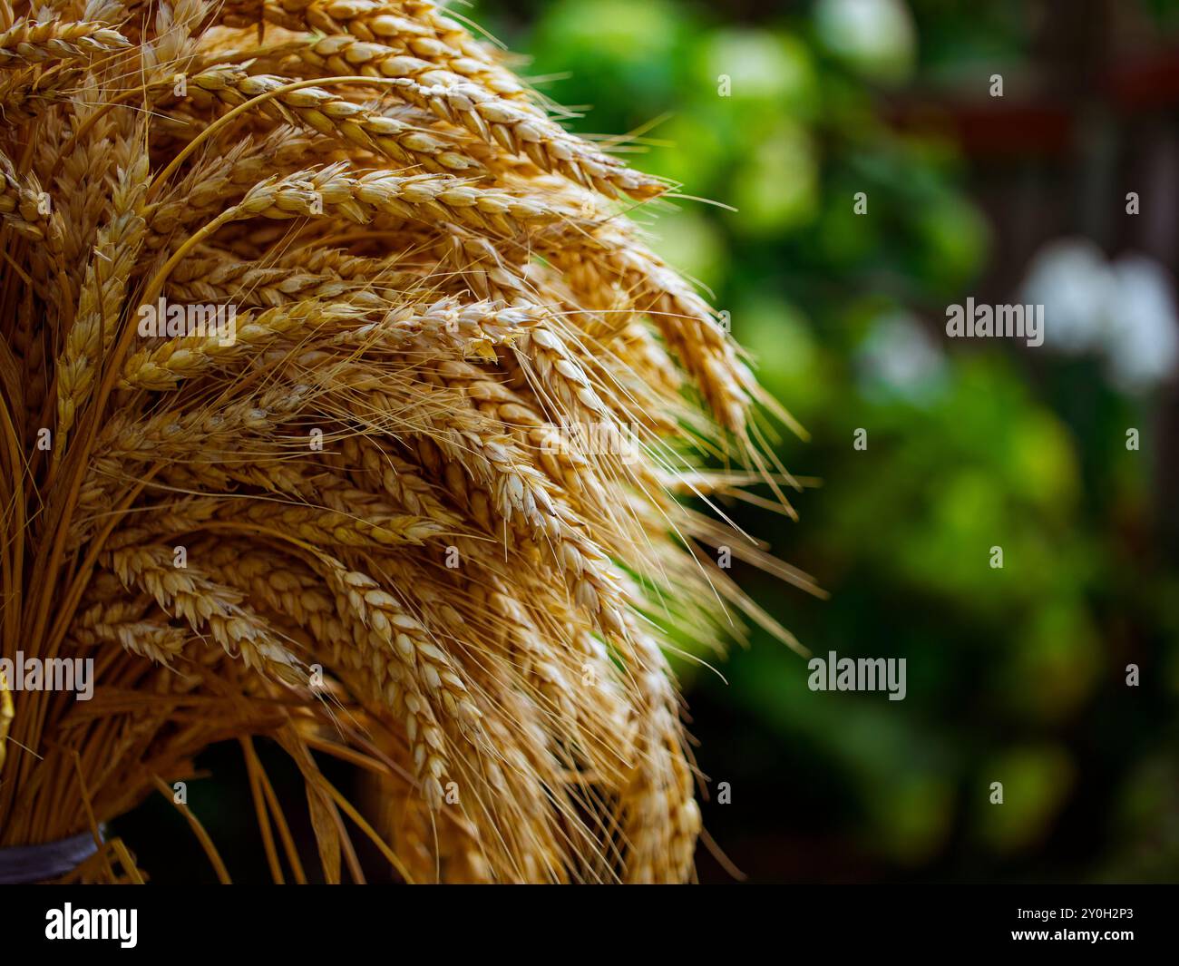 Wheat grains in focus, capturing the essence of harvest season; ideal ...