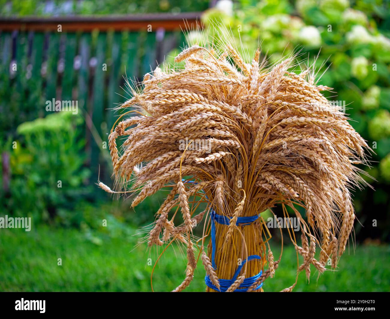 A bundle of golden wheat tied with a blue ribbon, standing upright ...