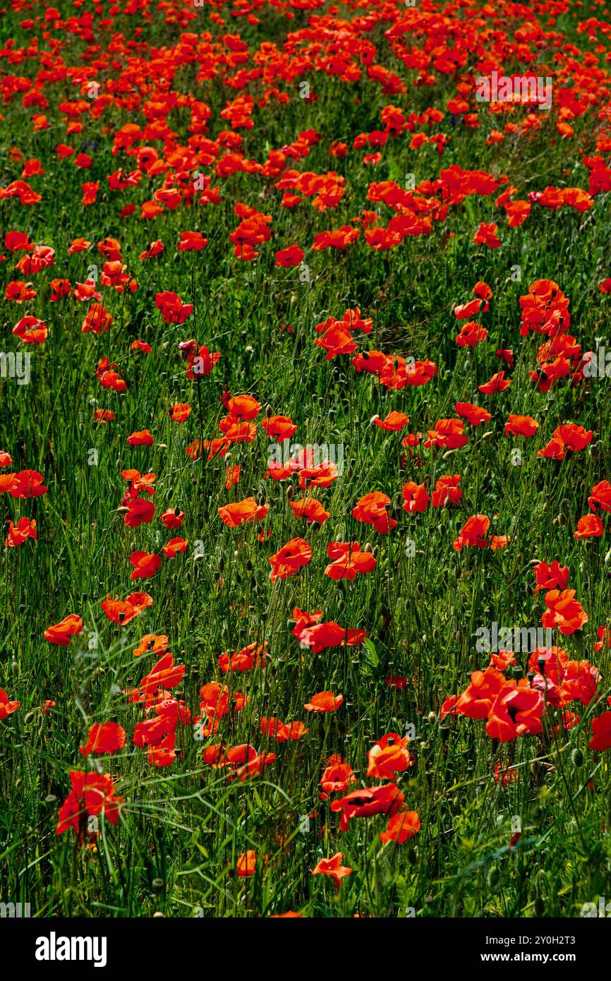 Contrasting lush green hi-res stock photography and images - Alamy