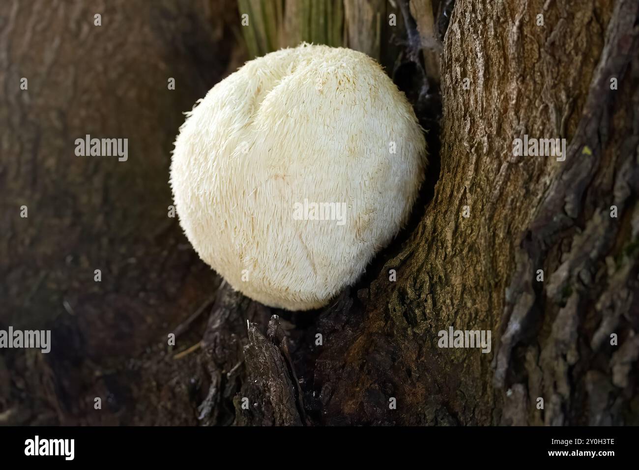 Lion's Mane Mushroom growing on a tree trunk Stock Photo - Alamy