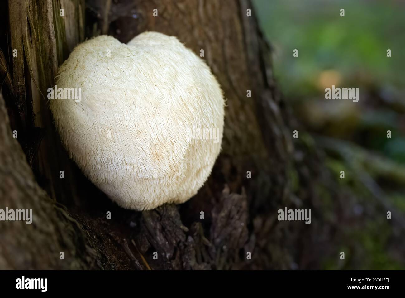 Lion's Mane Mushroom growing on a tree trunk Stock Photo - Alamy
